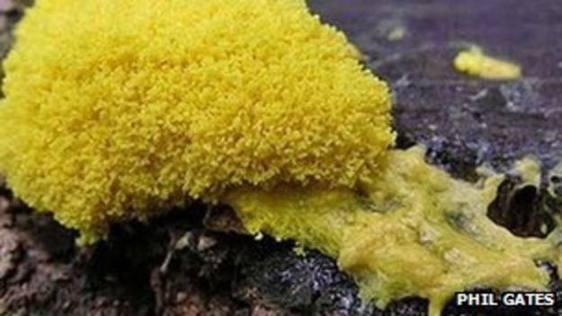 Slime blobs appear in Ockbrook - BBC News