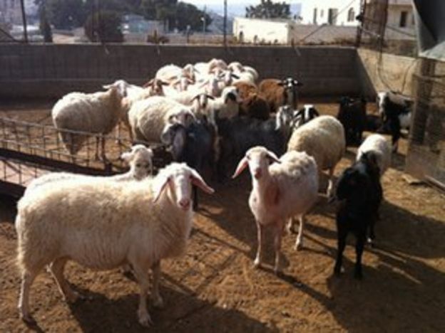 Bethlehem's shepherds a dying breed - BBC News