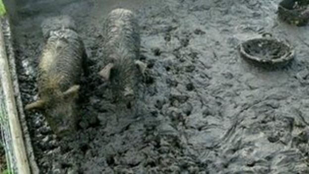 RSPCA appeal after eight piglets found in Paddock Wood - BBC News