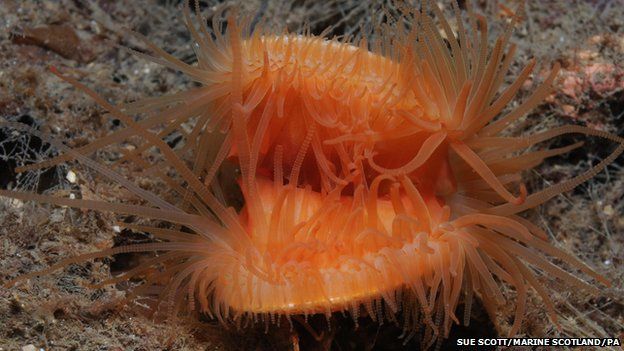 'Brainless and faceless' fish found off Scottish coast - BBC Newsround