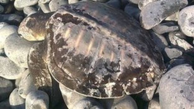 Two rare turtles found at Tresilian Bay, Llantwit Major - BBC News