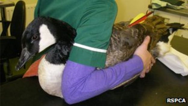 Goose survives crossbow attack as vets remove bolt - BBC News