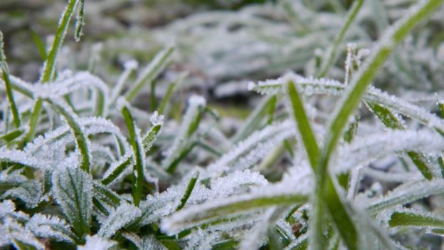 Frosty and icy weather images - BBC Weather