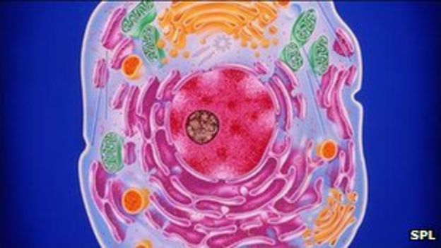 'Three-person IVF' technique moves closer - BBC News