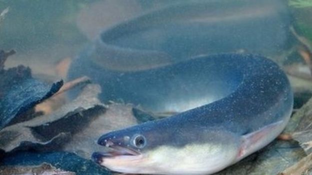 Eels seen in Norfolk's River Tud for first time in 40 years - BBC News