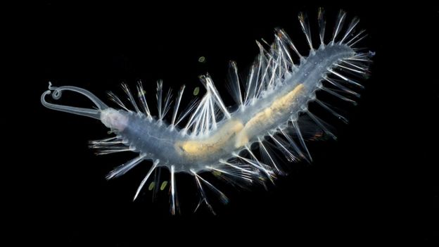Pictures: Glowing deep sea worm species discovered - BBC Newsround