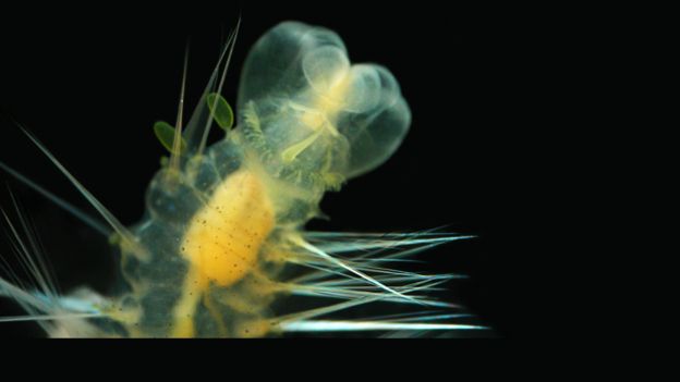 Pictures: Glowing deep sea worm species discovered - BBC Newsround