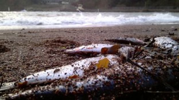 Teignmouth salvage company takes on Girl Rona recovery - BBC News