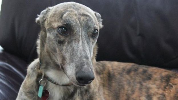 Finding homes for retired greyhounds - BBC News