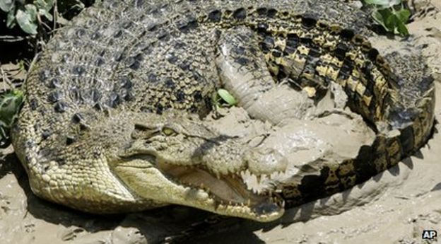 Shieldcroc: ancient giant crocodile species discovered - BBC Newsround