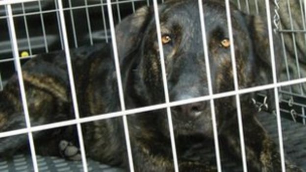 Portugal brings back rare guard dogs to tackle wolves - BBC News