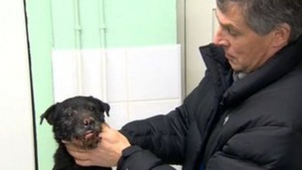 Two men arrested during badger baiting investigation - BBC News