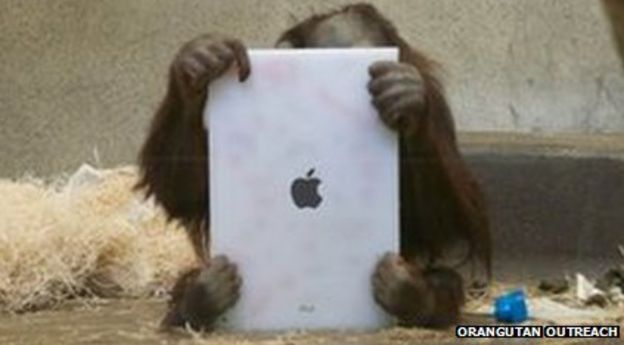 Chimp is 'smarter' than most humans - BBC Newsround