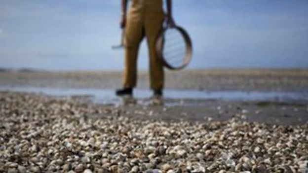 Cockle deaths in Burry Inlet not caused by pollution, study finds - BBC ...
