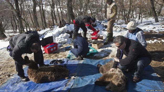 Pictures: Bear cubs released back into the wild - BBC Newsround