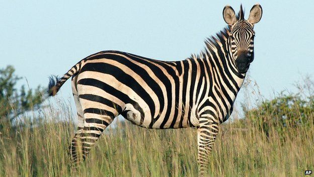 Zebras have stripes 'to keep away blood-sucking flies' - BBC Newsround