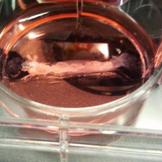 Lab-grown meat is first step to artificial hamburger - BBC News