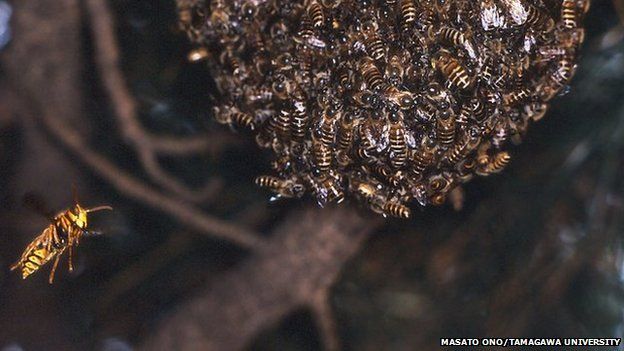 Honeybees tell hornet predators to buzz off - BBC Newsround