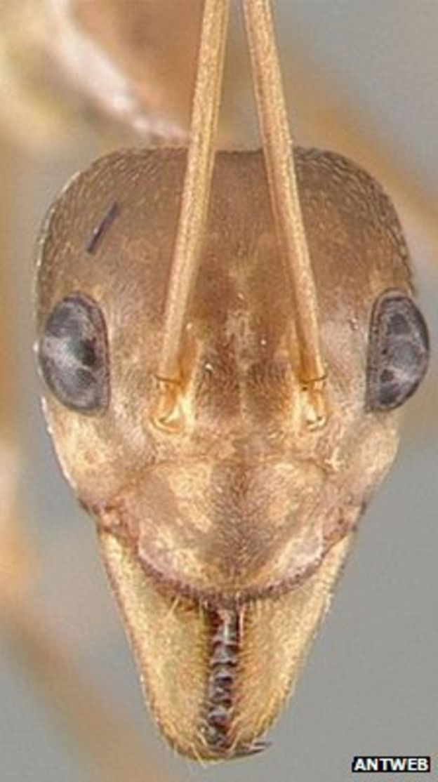 Ants remember their enemy's smells, say scientists - BBC Newsround