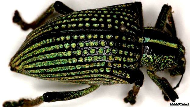 The secret of the Diamond weevil's sparkle - BBC Newsround
