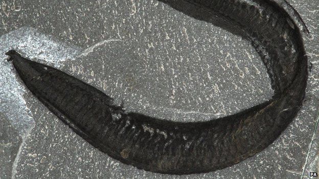 Worm-like creature could be humans' oldest ancestor - BBC Newsround