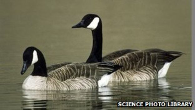 Windermere Canada geese cull to go ahead - BBC News