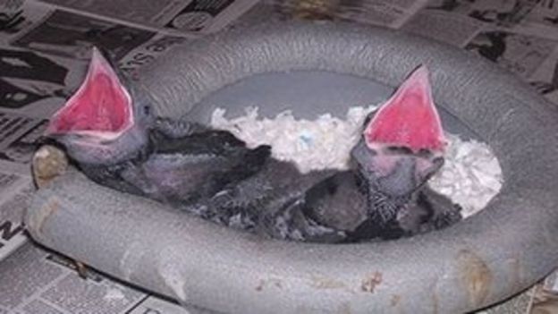 Tarquin the raven at Crowthorne sanctuary needs eye operation - BBC News