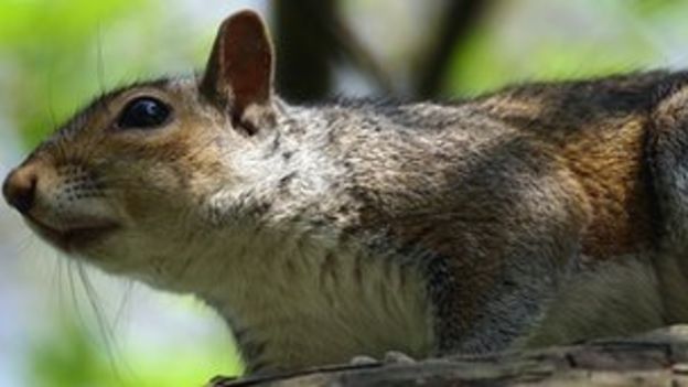 Grey squirrel cull for Allt Goch woods, Llanidloes - BBC News