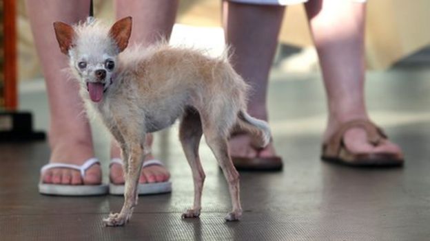 East Yorkshire's Peggy the Pugese bids to be named UK's ugliest dog ...