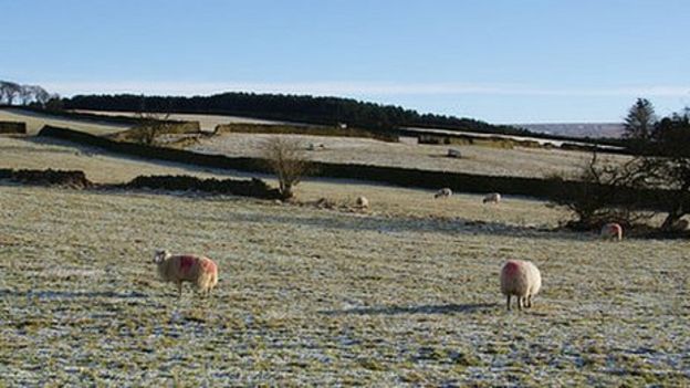 Dogs kill sheep in 'horrific' sheep worrying attacks - BBC News