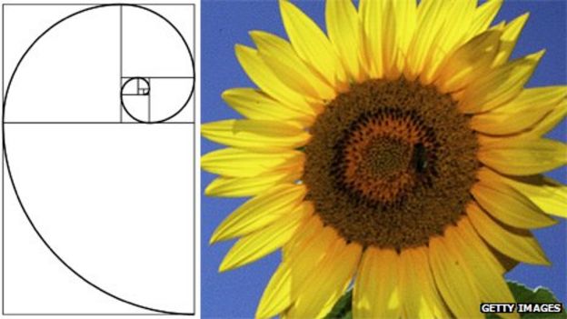 Greater Manchester sunflowers to test Alan Turing theory - BBC News