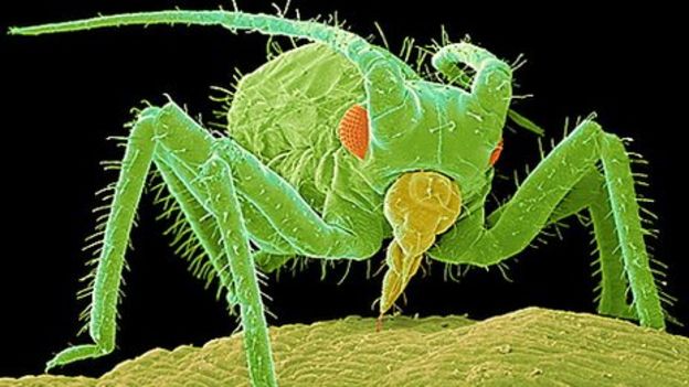 Anti-insect wheat trials launched - BBC News