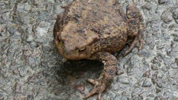 Northamptonshire toads embark on a doomed path to love - BBC News