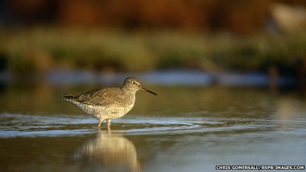 Crook of Baldoon nature reserve expands - BBC News