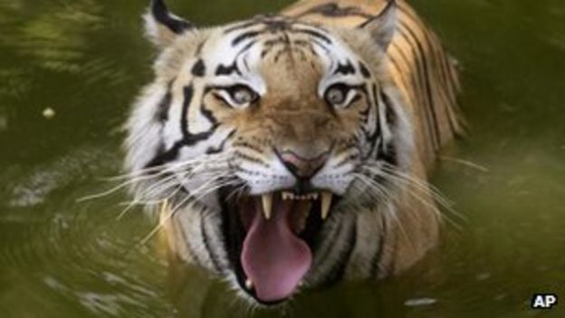 Tiger and leopard attacks in Nepal - BBC News
