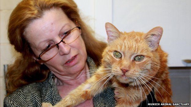 Missing cat found in forest after 15 years - BBC Newsround