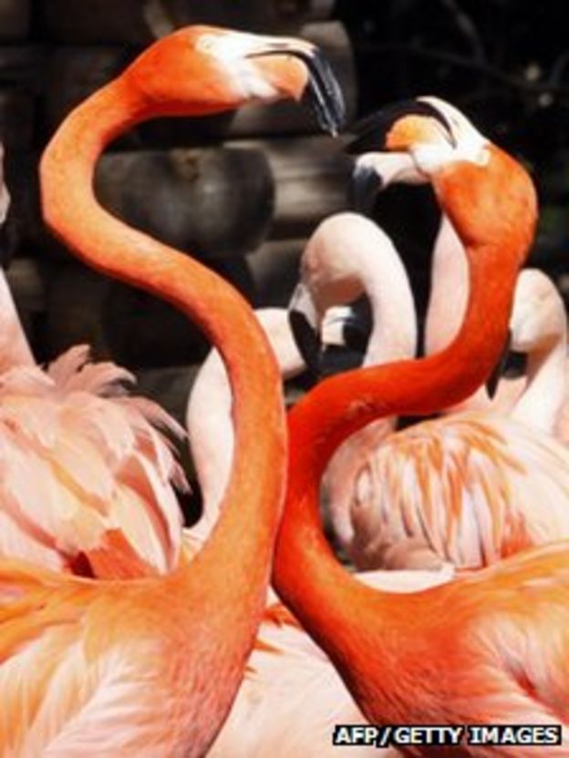 Gene theory 'may explain' courtship rituals - BBC News