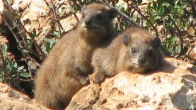The rock hyrax surprises with syntax skills - BBC News