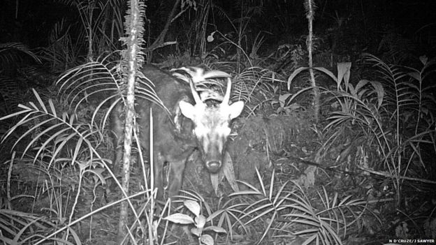 Rare animals caught on camera for the first time - BBC Newsround