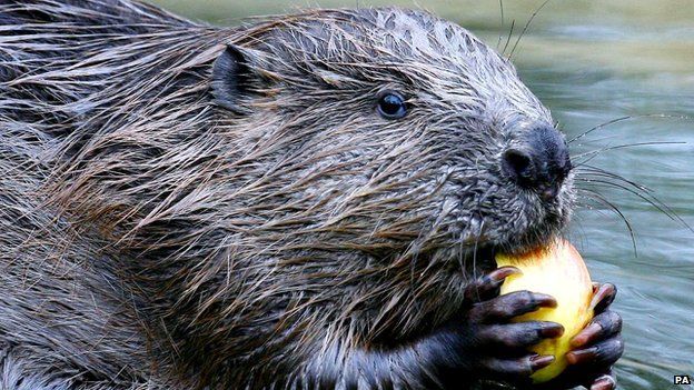 Are beavers breeding in the English countryside? - BBC Newsround