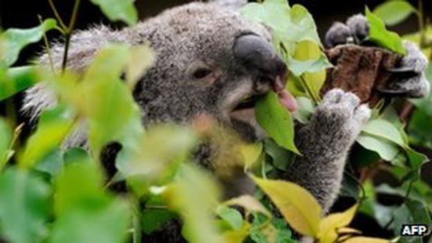 Australia lists the koala as 'vulnerable' species - BBC News