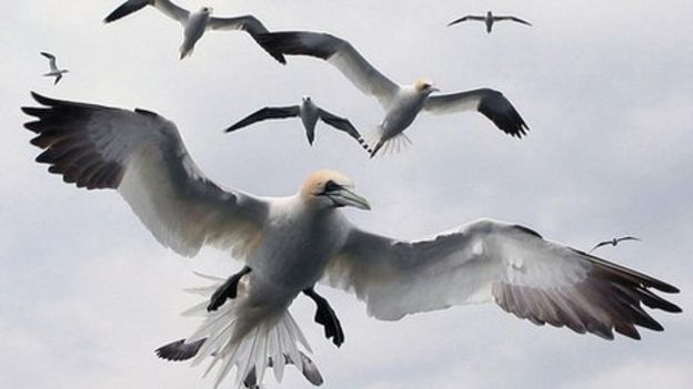 Western Isles' Sula Sgeir guga hunt 'sustainable' - BBC News