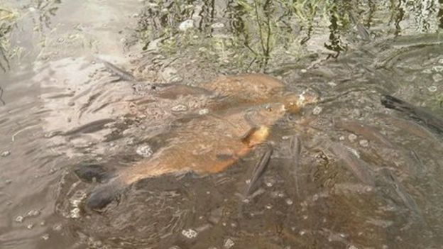 Fish rescued as River Teme dries out - BBC News