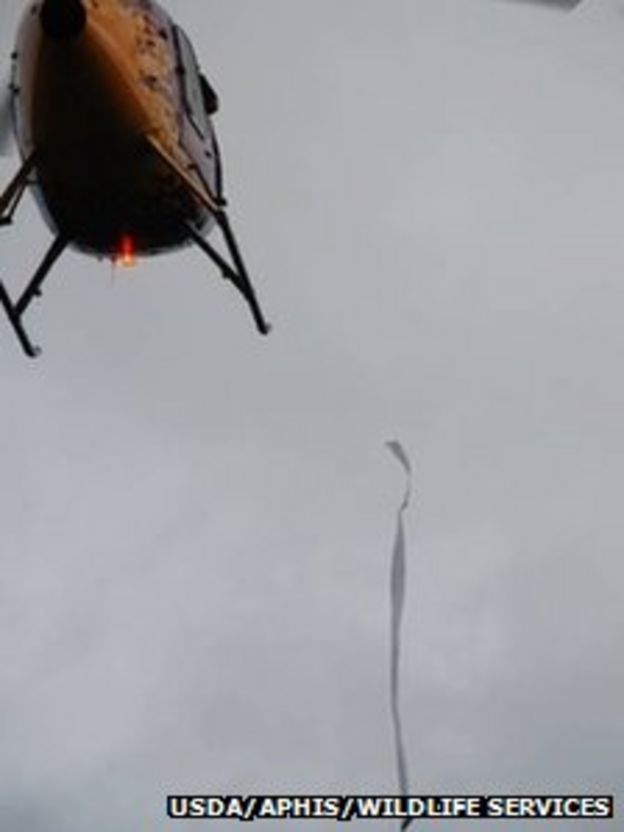 Battling the brown tree snake in Guam - BBC News