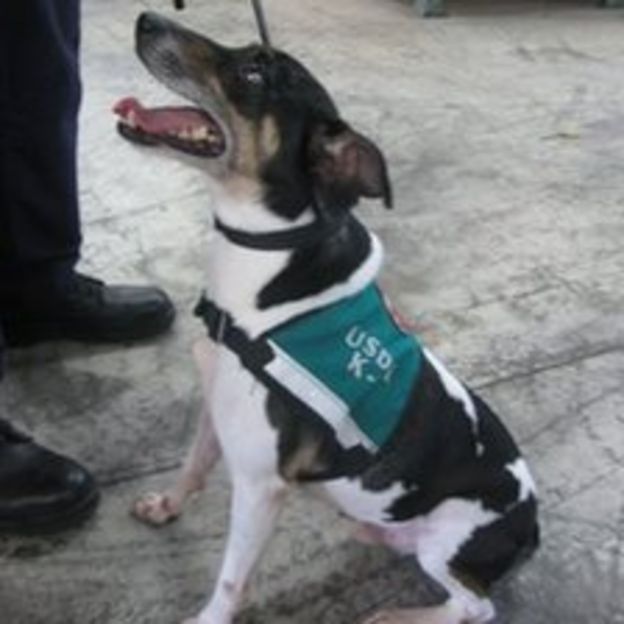 Battling the brown tree snake in Guam - BBC News