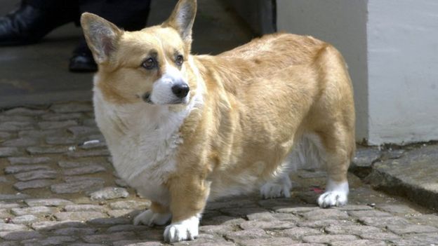 New corgi film leads to rise in popularity of Pembroke Welsh breed ...