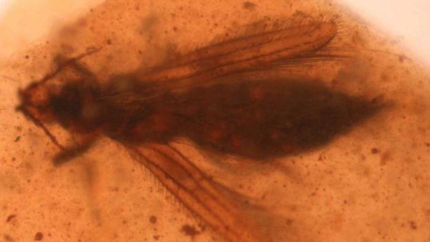 Ancient arachnid 'walks again' - BBC News