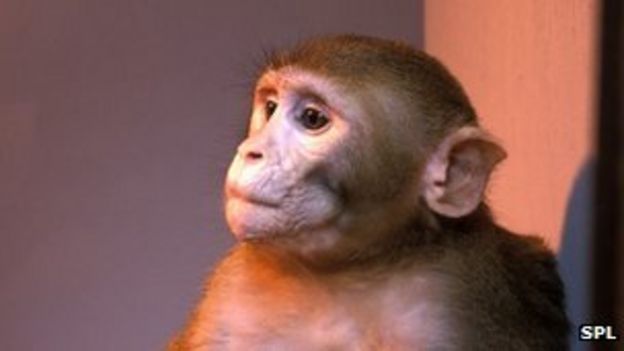 Government retains UK's strict animal testing regime - BBC News