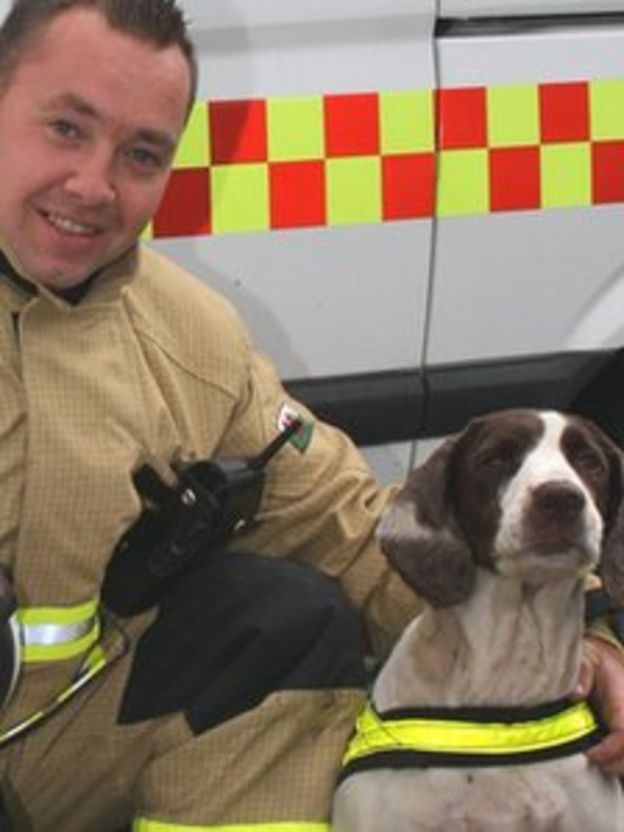 Dogs Trust award: South Wales fire service spaniel Sammy in final - BBC ...