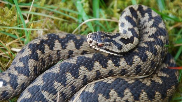 'Several cases' of adder bites in north Wales - BBC News
